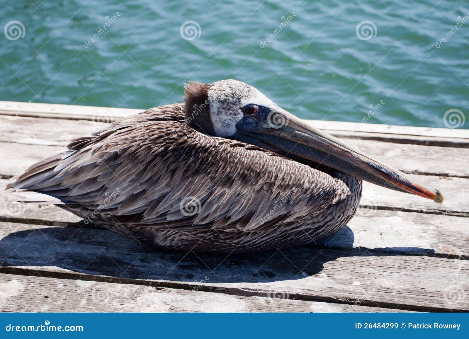 Pelican Looking Baleful stock image. Image of bird, pelecanus - 26484299