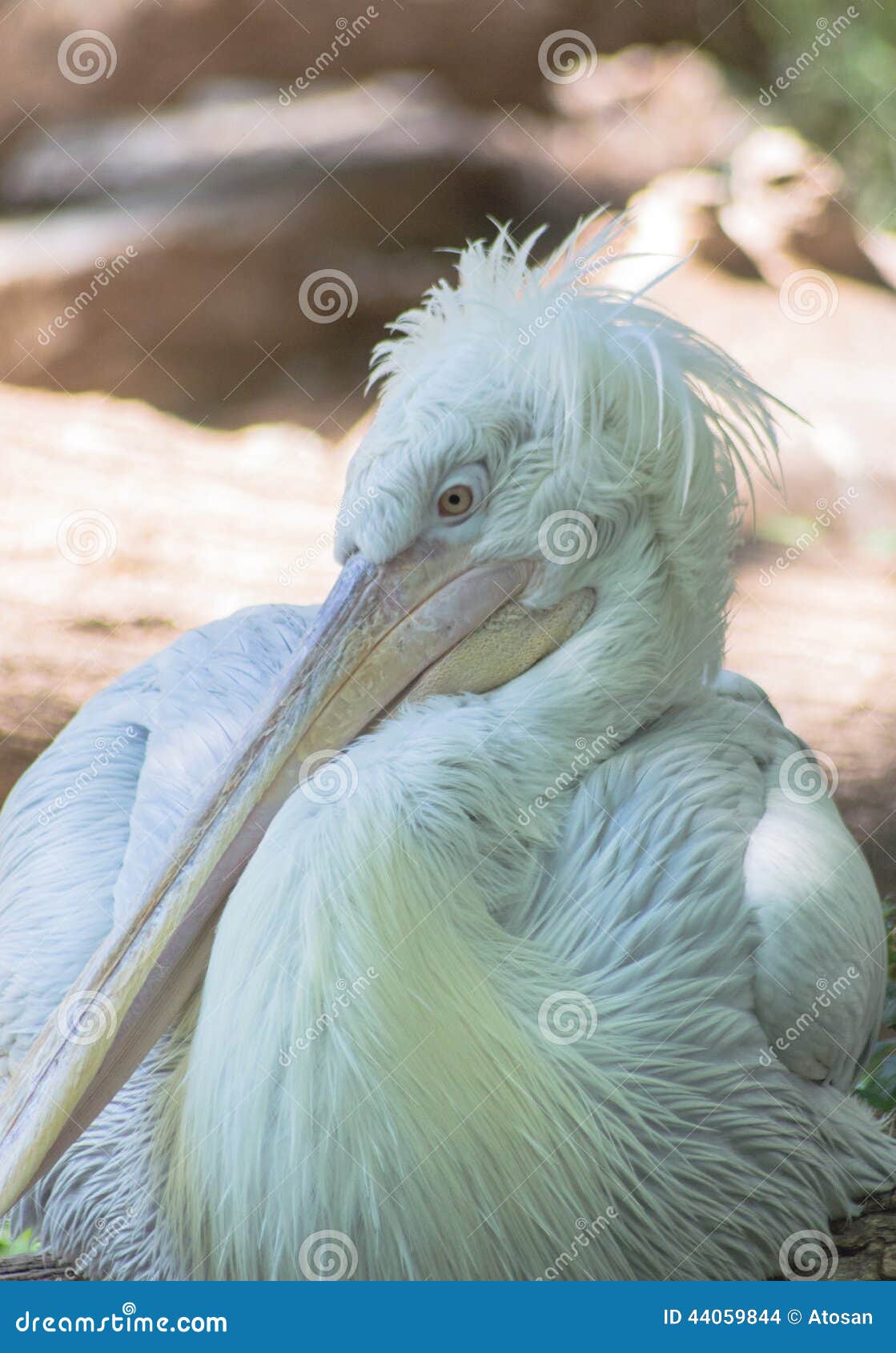 Pelican stock photo. Image of pelican, portrait, bird - 44059844