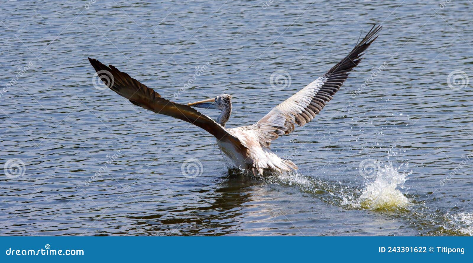 A Pelican is Looking for Fish for Food Stock Photo - Image of pacific ...