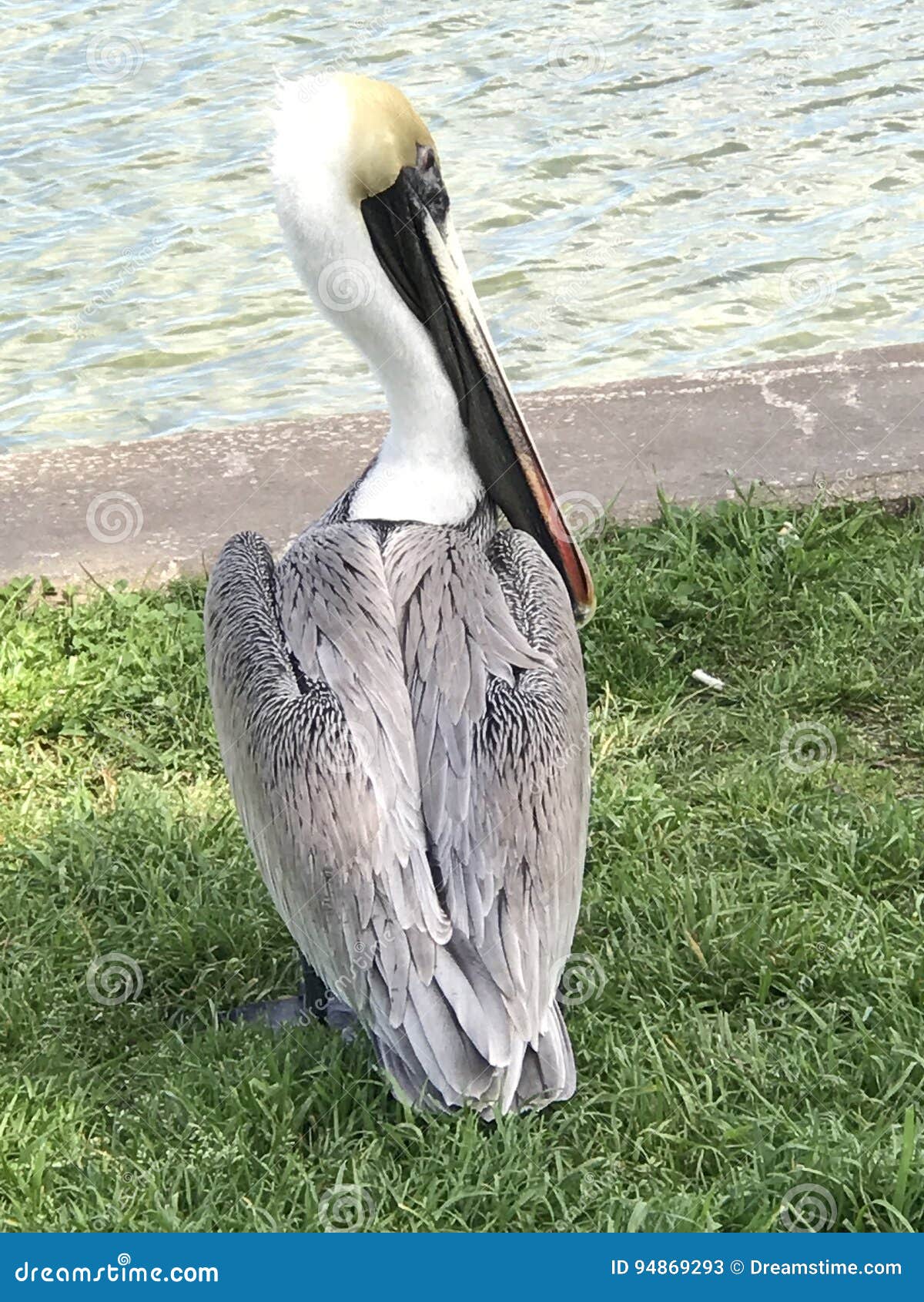 Pelican stock image. Image of pelican, water, blue, side - 94869293