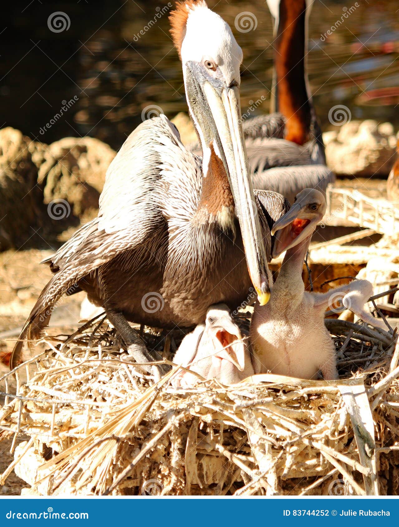 Pelican nesting stock photo. Image of homosassa, florida - 83744252