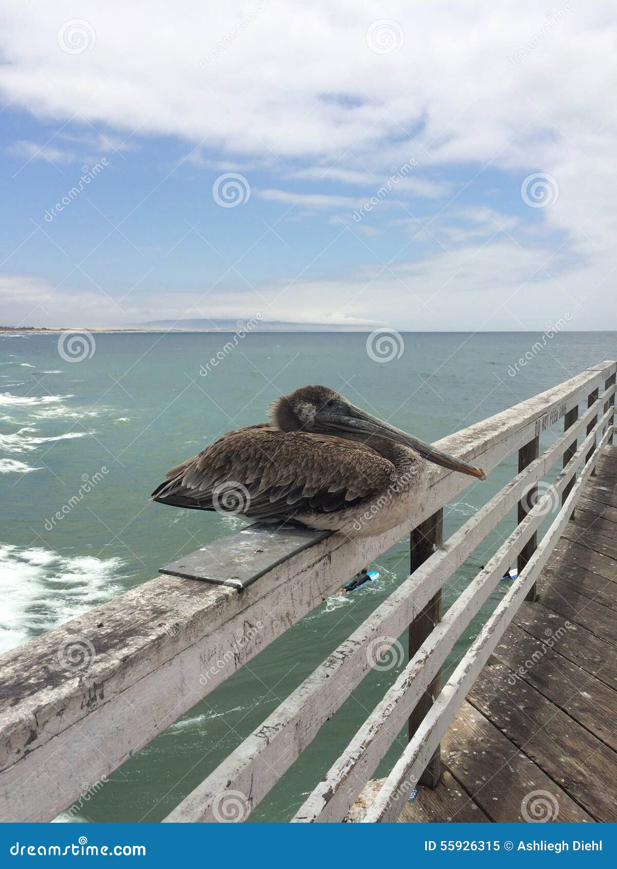 The Pelican stock image. Image of bluesky, dock, water - 55926315