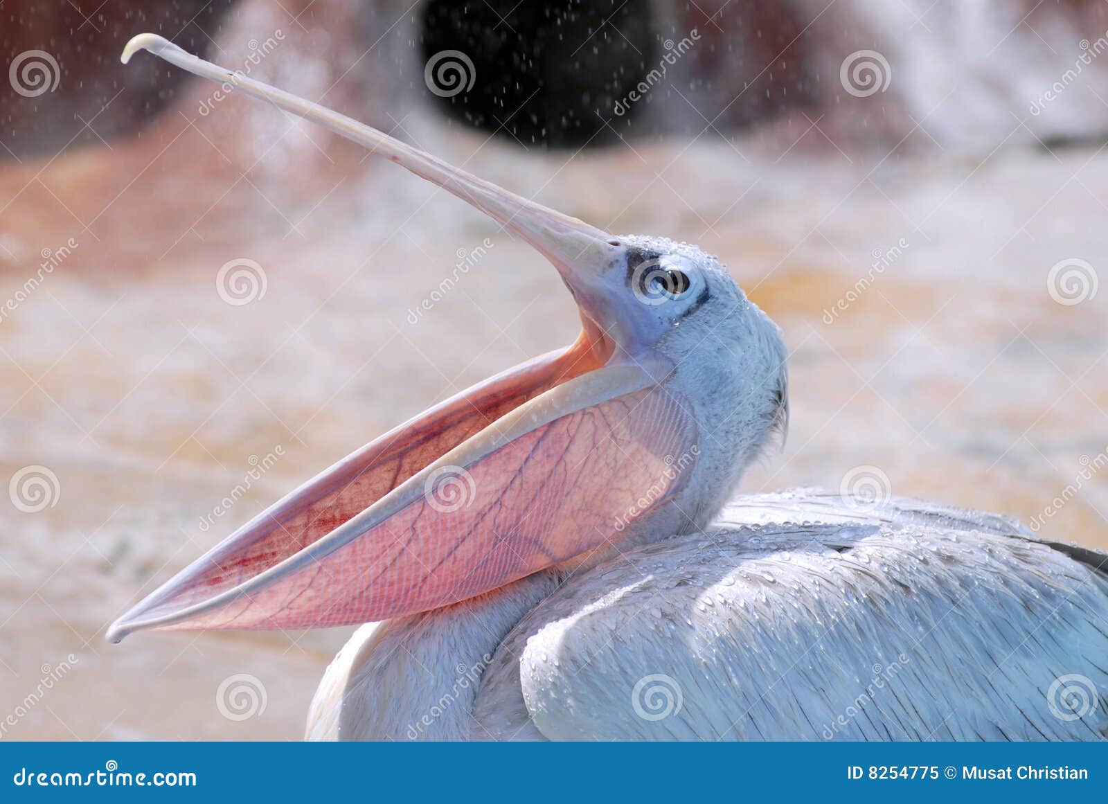 Pelican With The Open Beak Royalty-Free Stock Photography ...