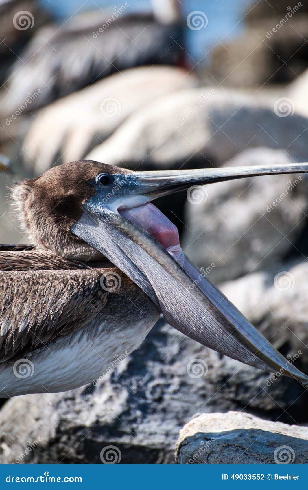 Pelican with an open mouth stock photo. Image of tounge - 49033552