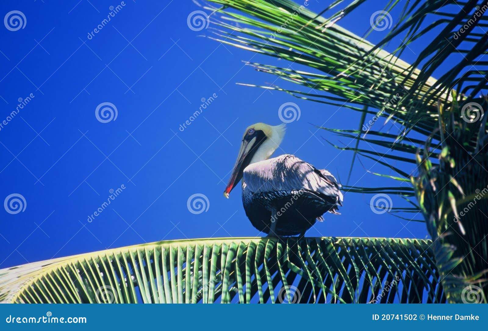 Pelican on palm tree stock photo. Image of coast, caribbean - 20741502