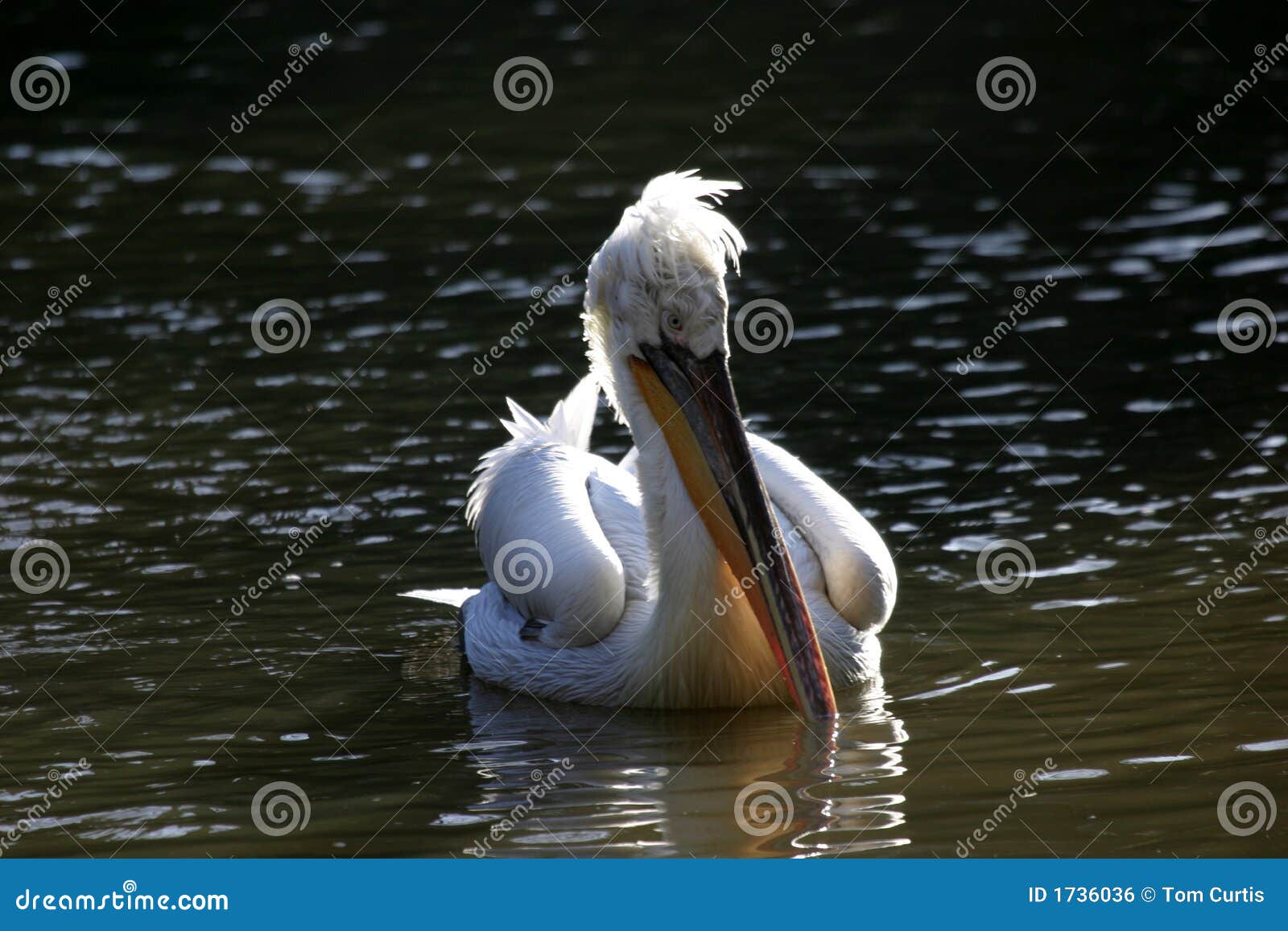 Pelican (Pelecanus) stock photo. Image of nature, bill - 1736036