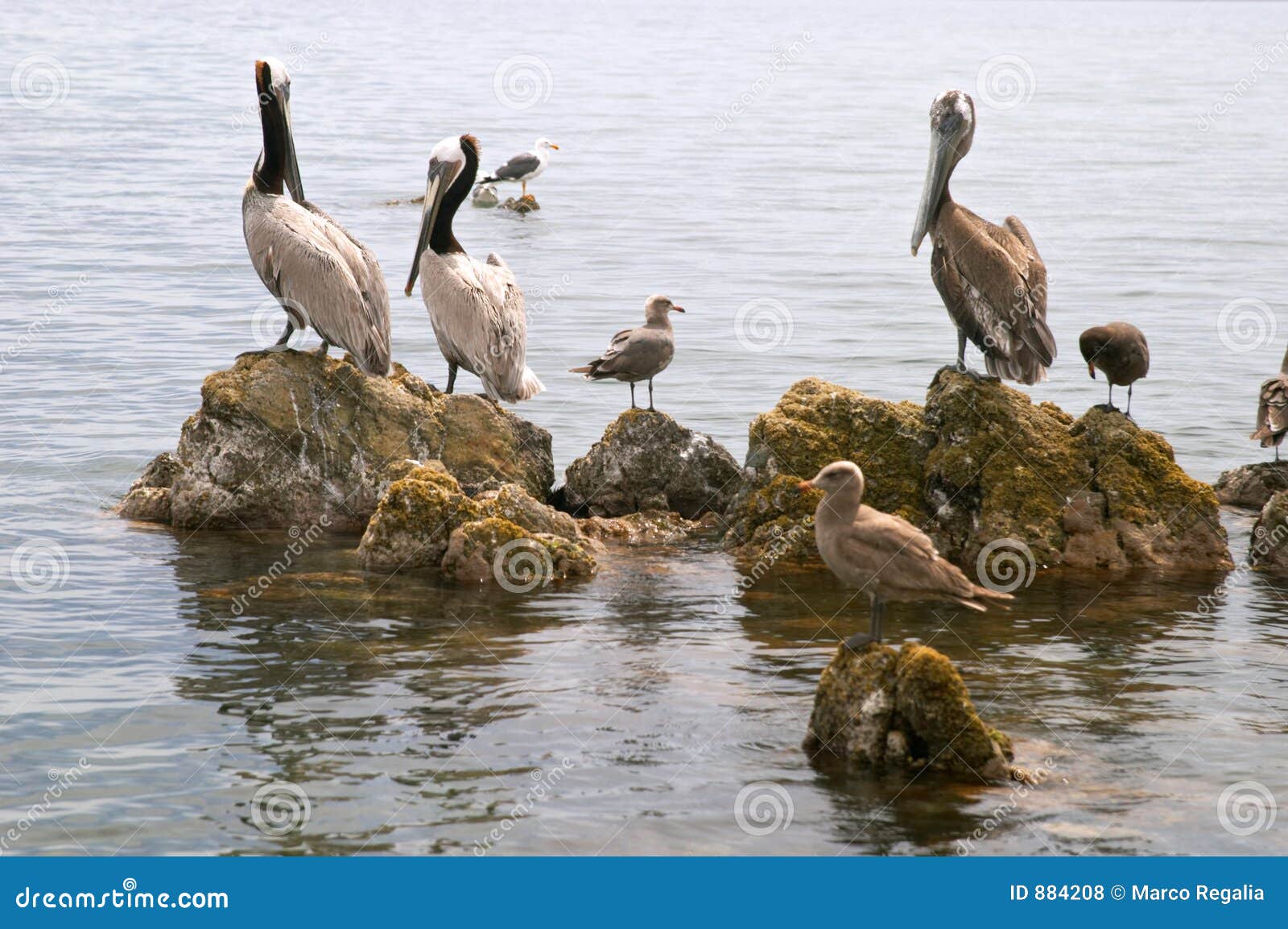 19,797 Marine Birds Stock Photos - Free & Royalty-Free Stock Photos ...