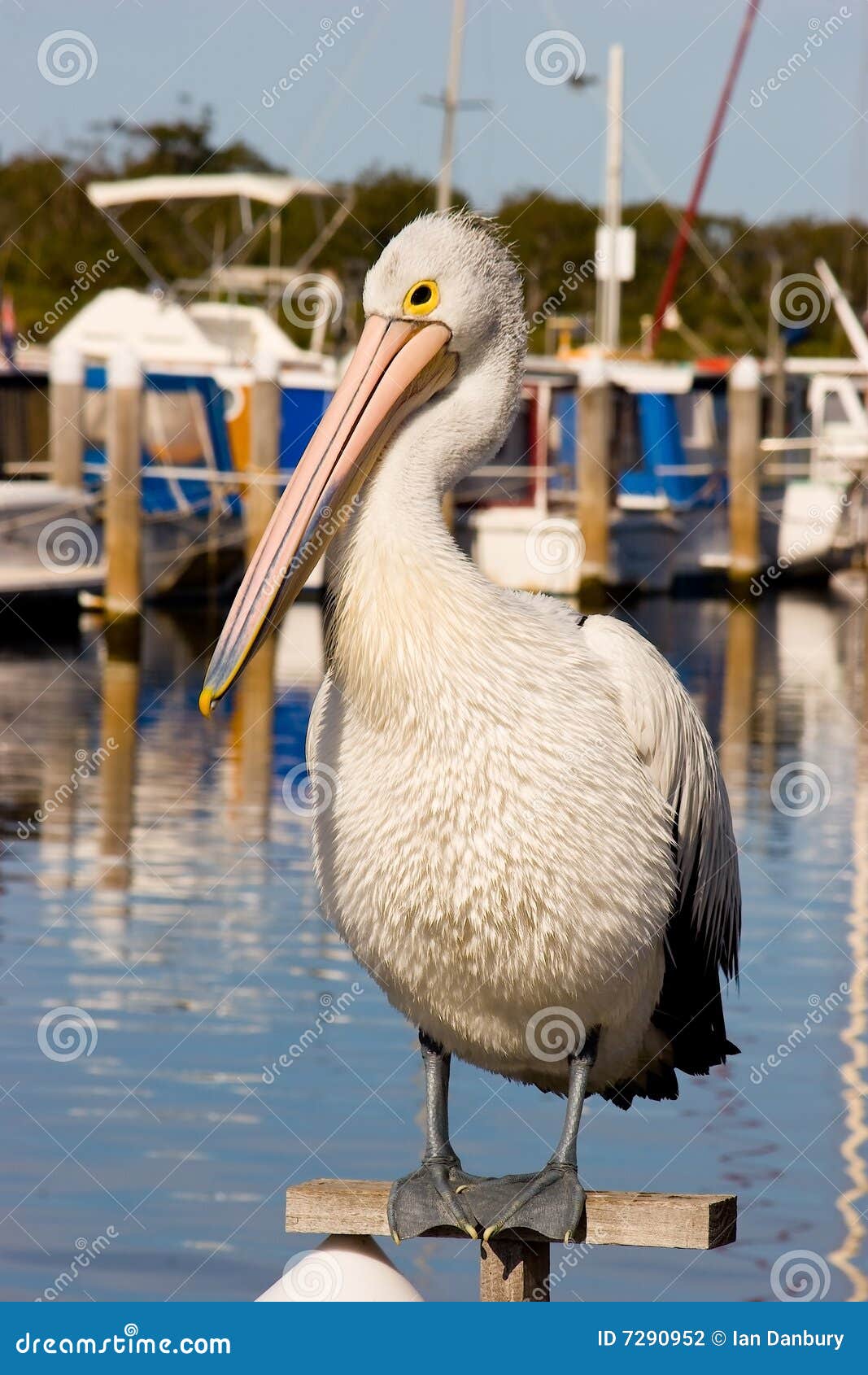Pelican on a Perch stock photo. Image of aquatic, water - 7290952