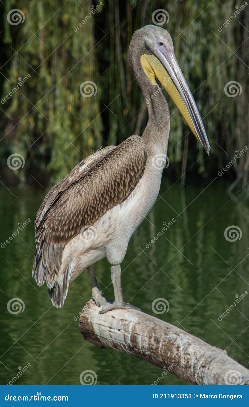 Pelican Perched on a Branch Emerging from the Pond Stock Image - Image ...