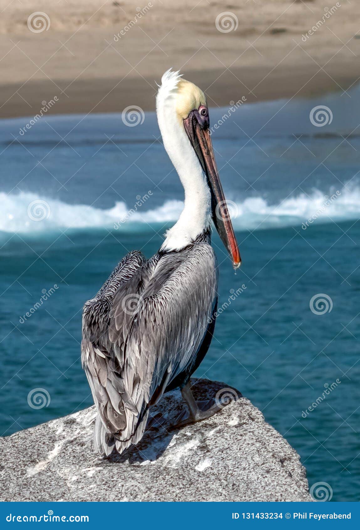 Pelican Perched on a Jetty Rock Overlooking the Beach Stock Photo ... Pelican Perched on a Jetty Rock Overlooking the Beach Stock Photo ...