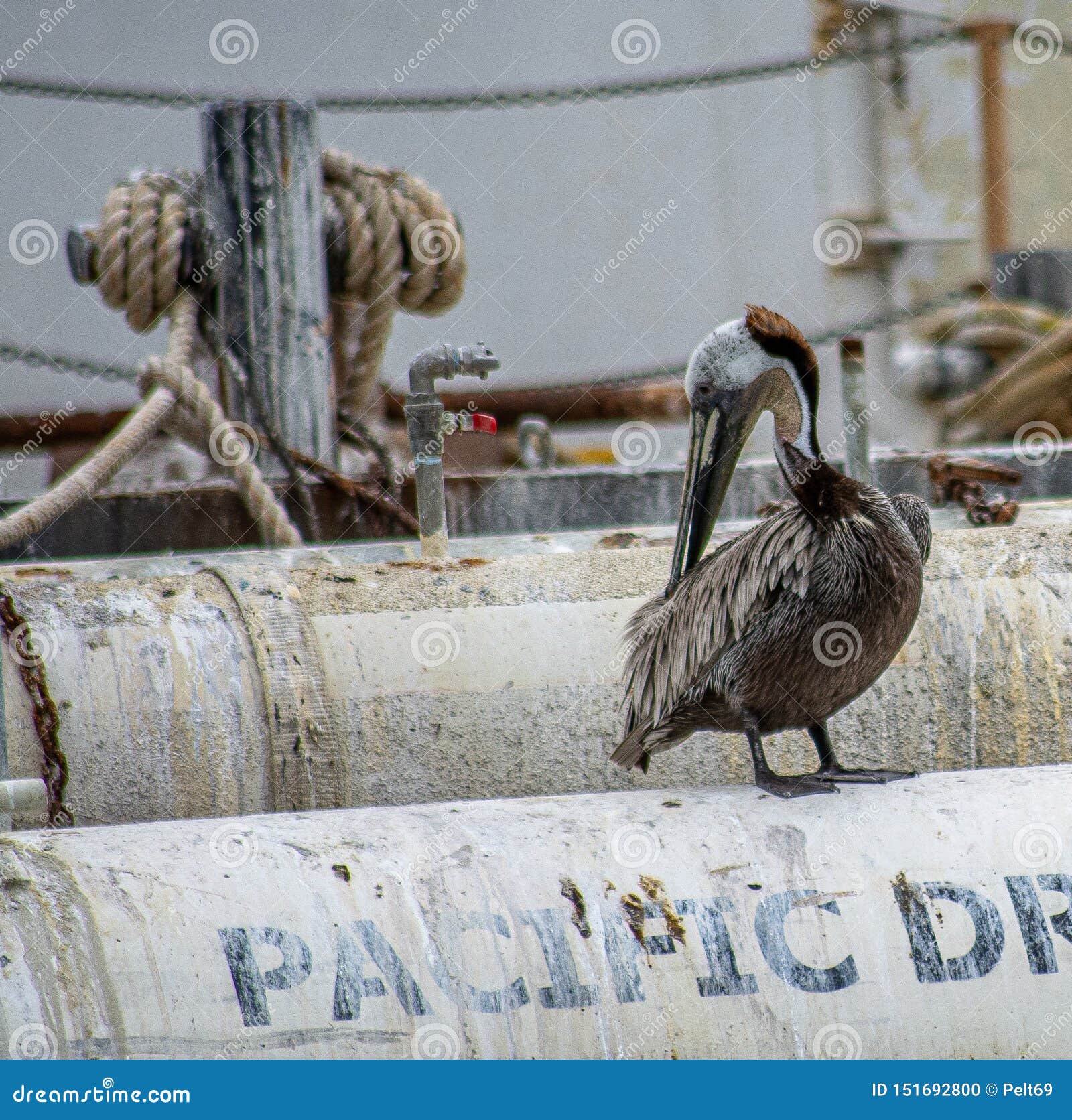 Pelican Perched on a White Steel Pipe Stock Photo - Image of mountain ...