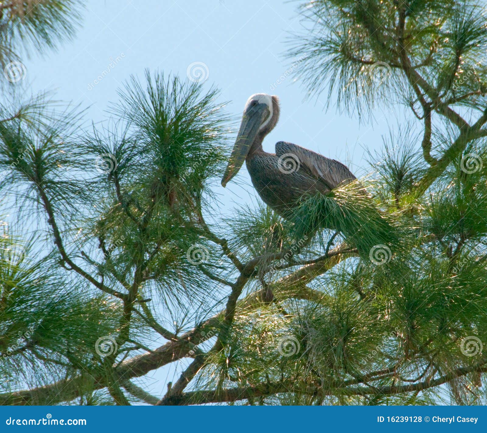 Pelican perching in tree stock photo. Image of tree, unusual - 16239128