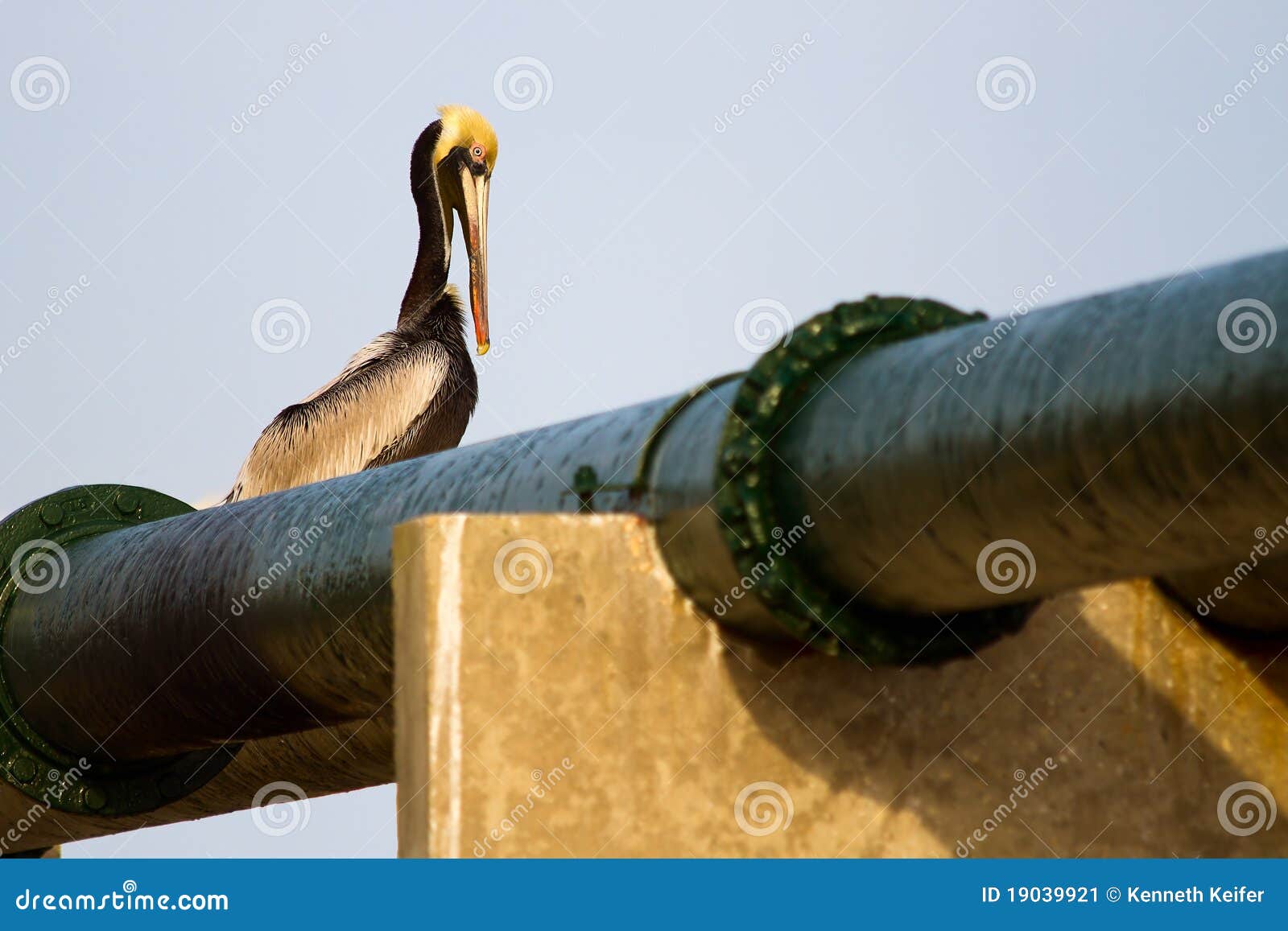 Pelican on Pipe stock image. Image of perch, gulf, coastal - 19039921