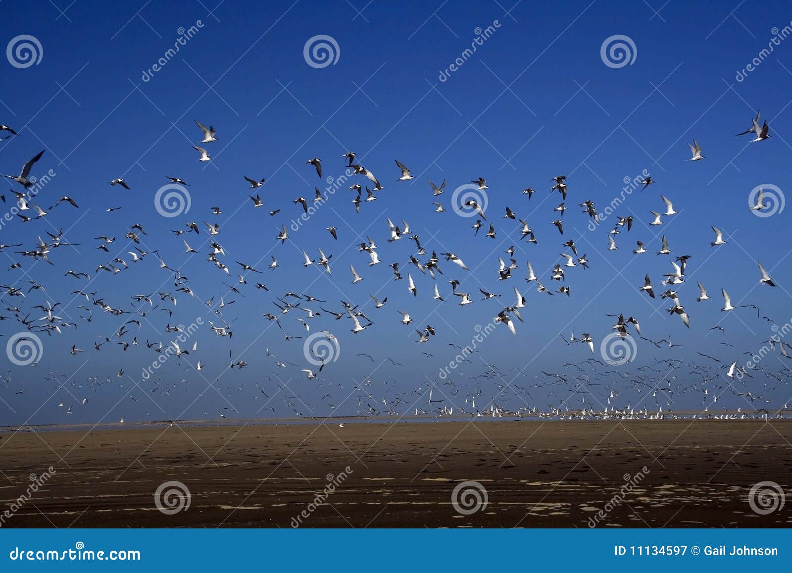 Pelican Point stock image. Image of birds, pelican, dune - 11134597