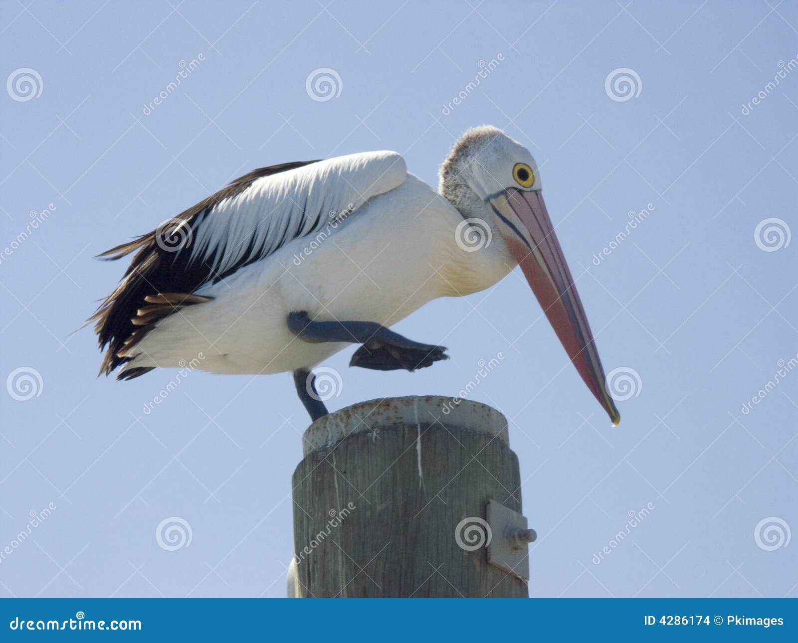 Pelican on Pole stock photo. Image of pole, wildlife, birdlife - 4286174