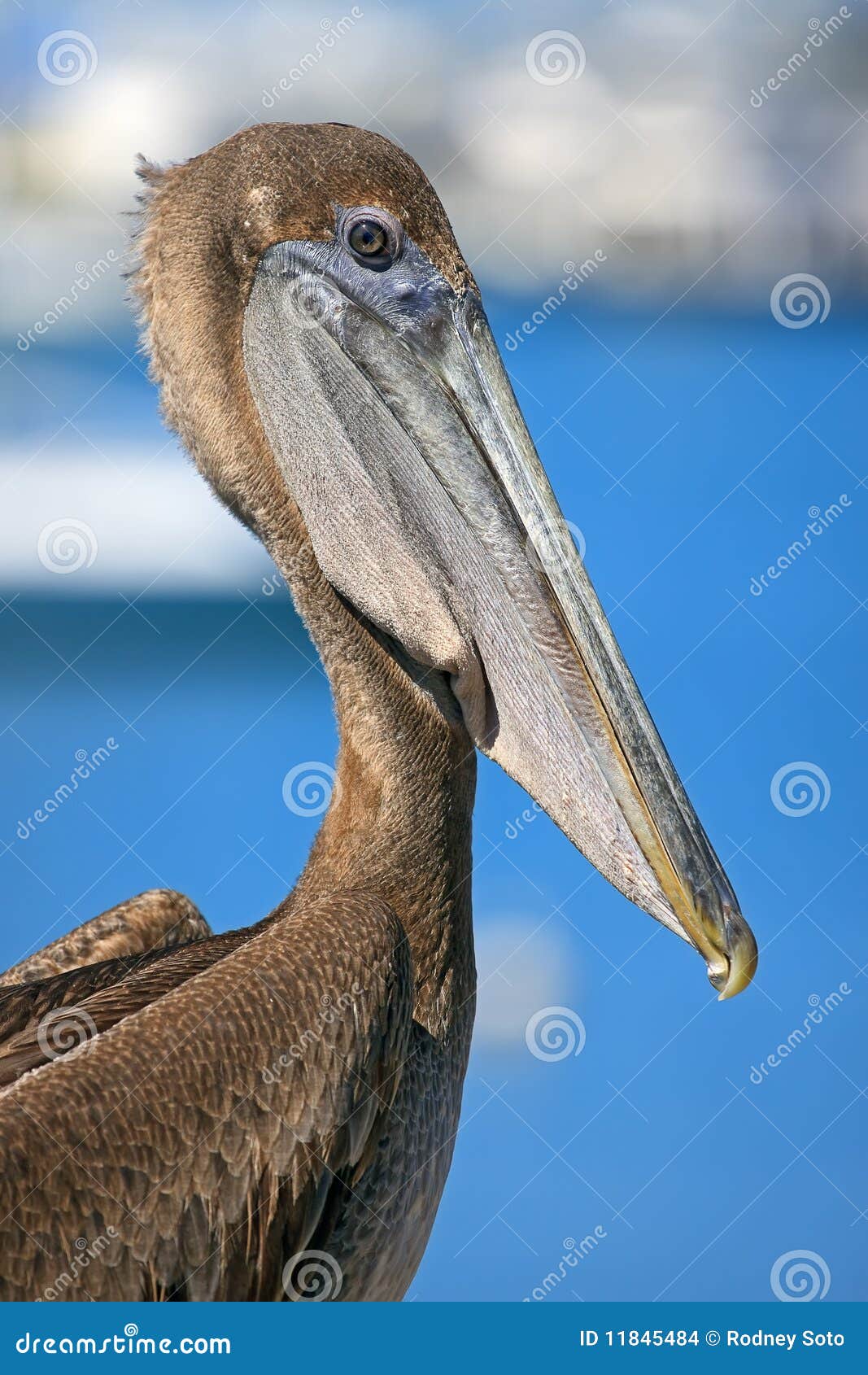 Pelican Portrait stock photo. Image of pelican, lonesome - 11845484