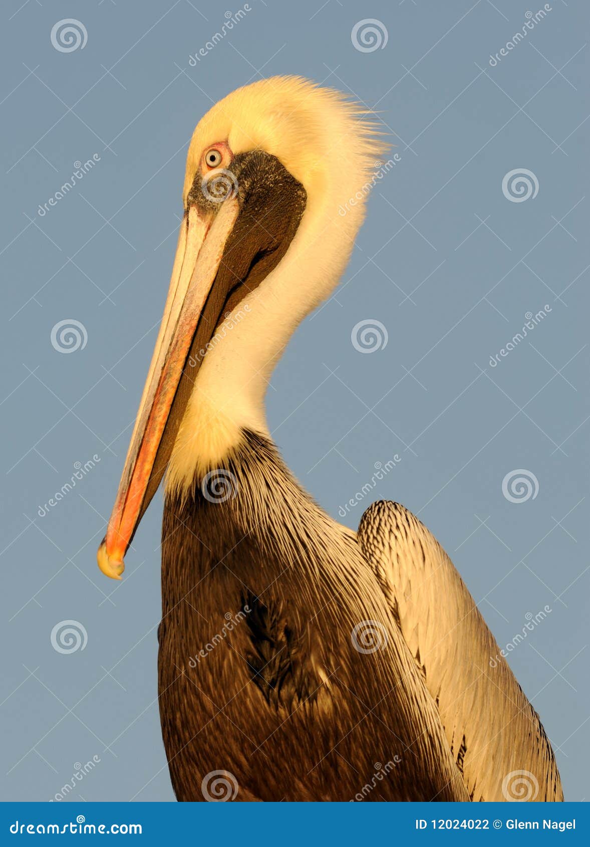 Pelican Portrait stock photo. Image of beach, hunt, southern - 12024022
