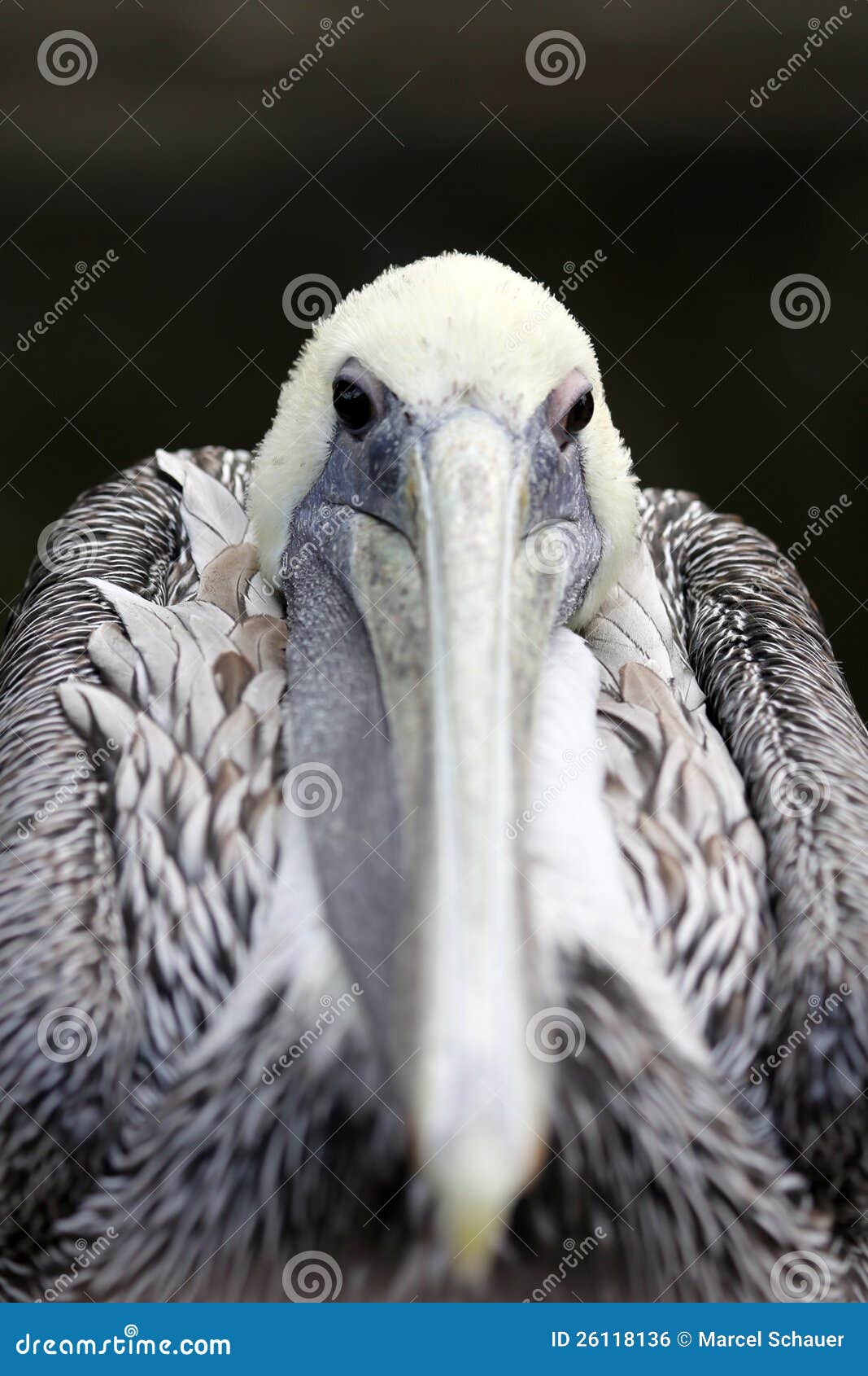 Pelican Portrait stock photo. Image of birdwatching, danube - 26118136