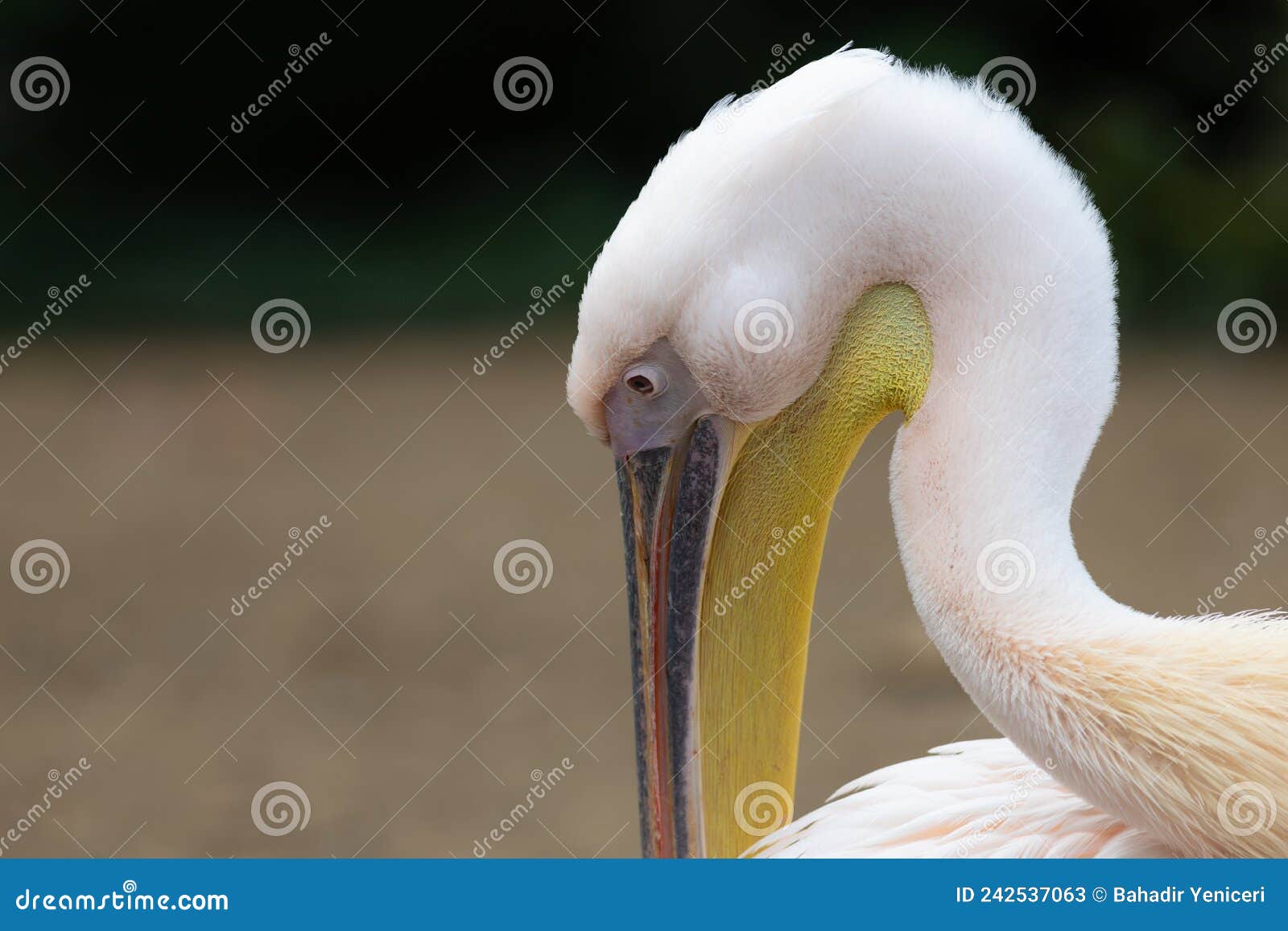 Pelican Portrait stock image. Image of lake, copy, portrait - 242537063