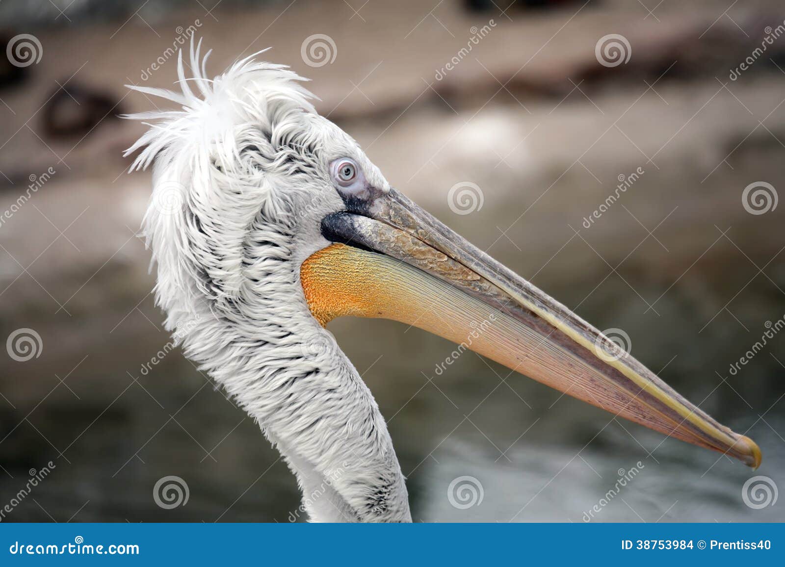 Pelican Portrait in Profile Stock Photo - Image of nature, glance: 38753984