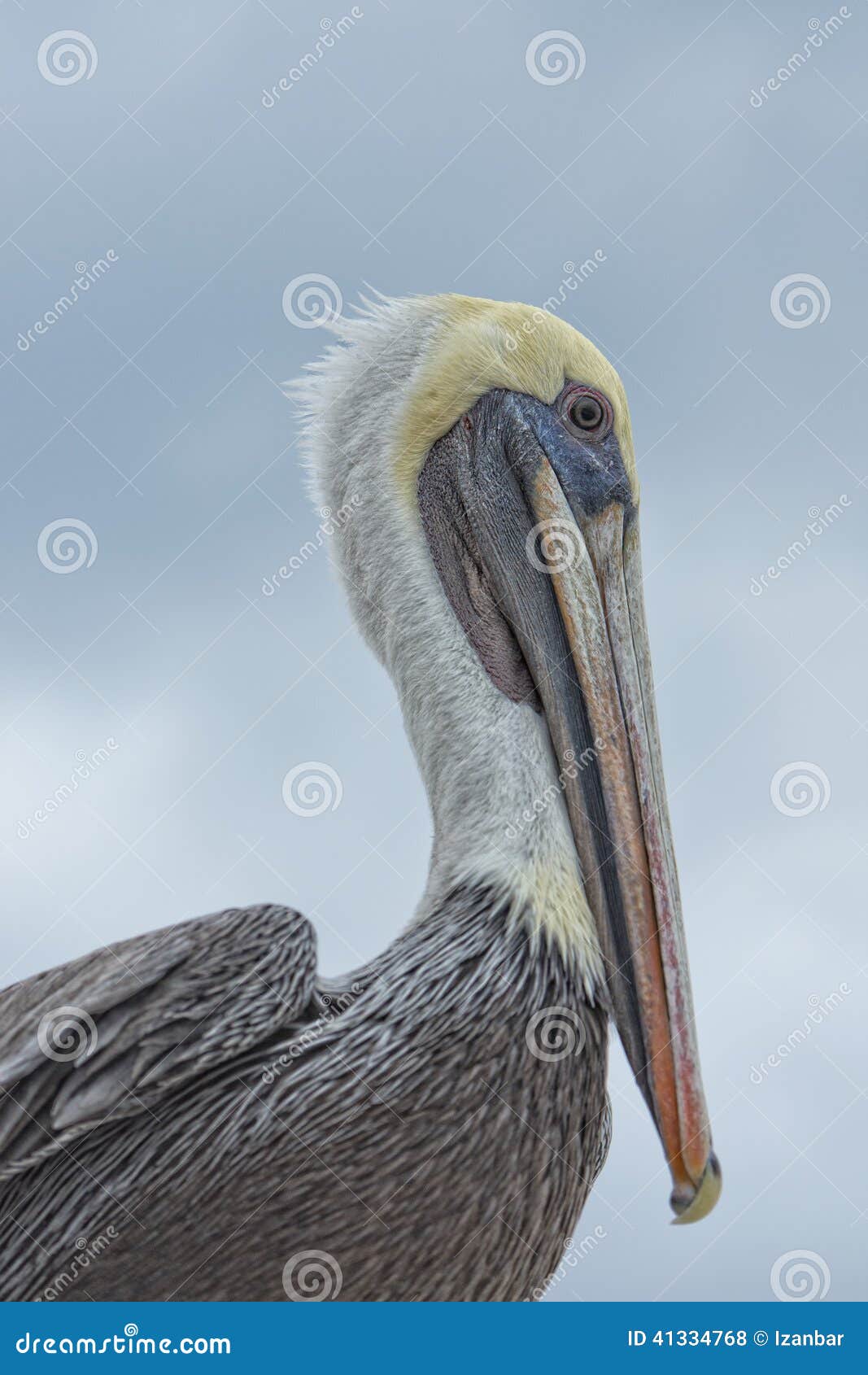 Pelican portrait stock photo. Image of portrait, avian - 41334768