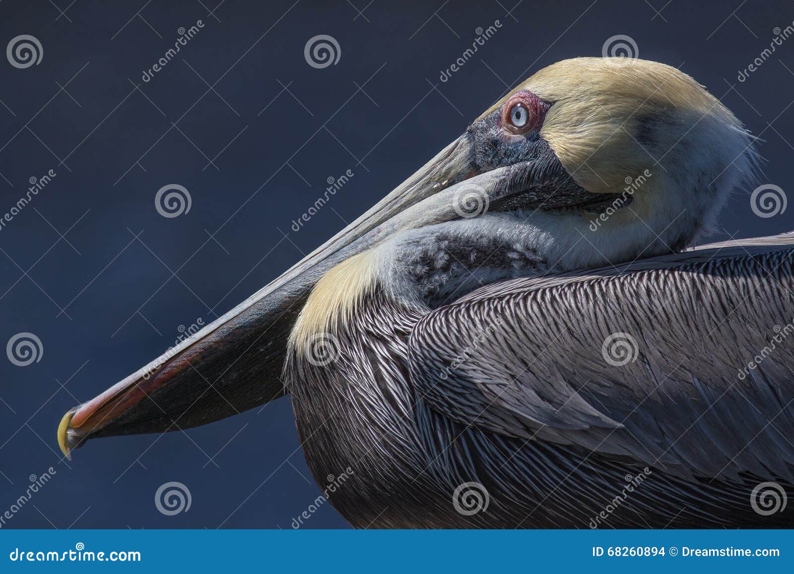 Pelican Portrait stock photo. Image of billed, posing - 68260894