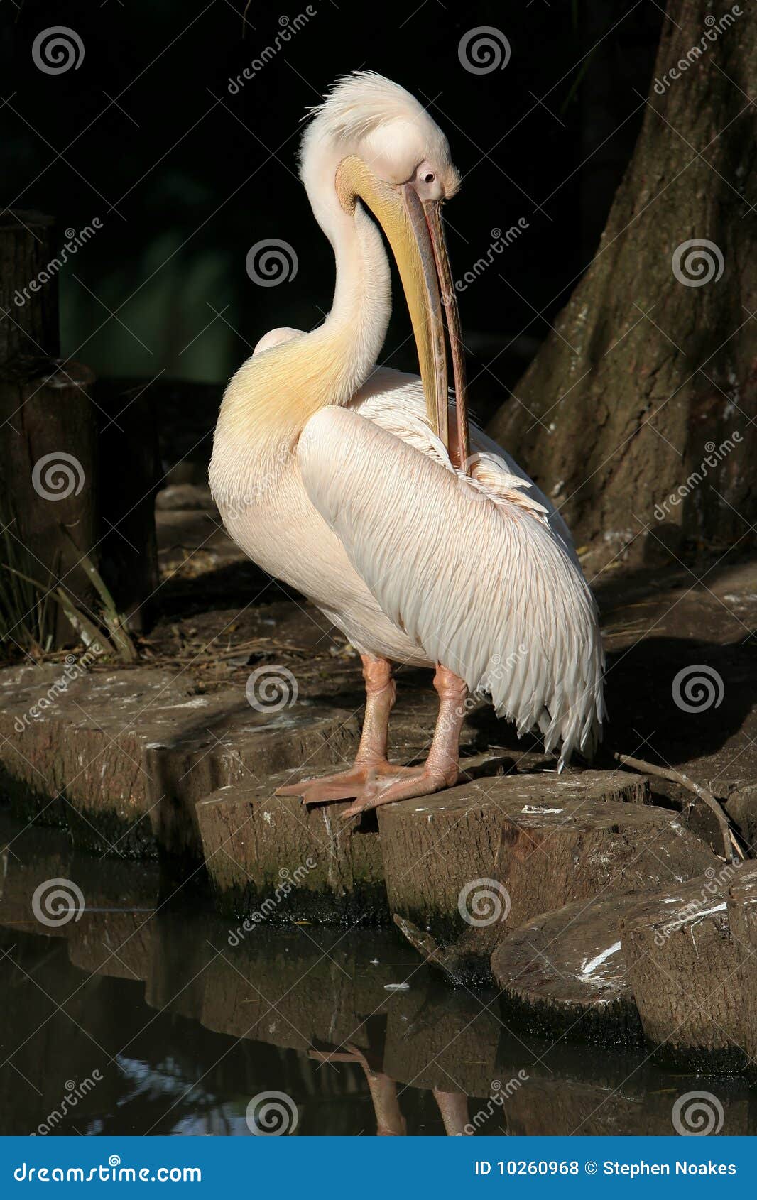 Pelican preening stock photo. Image of preen, outdoor - 10260968