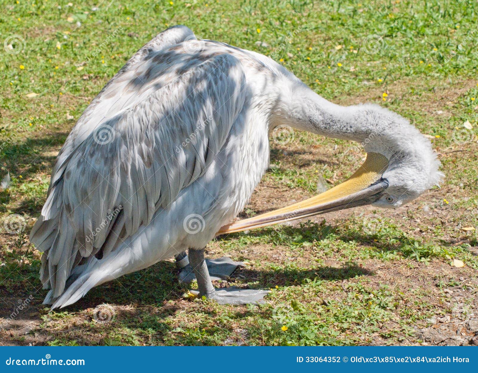 Pelican preening feathers stock photo. Image of pelican - 33064352