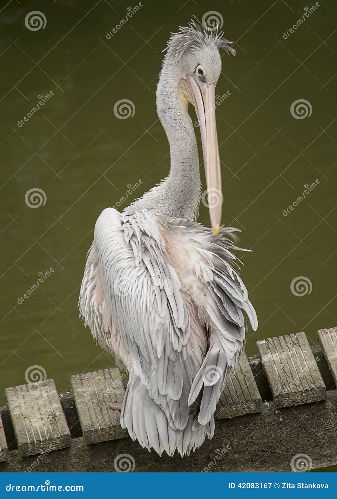 Pelican preening stock image. Image of bird, preen, lake - 42083167