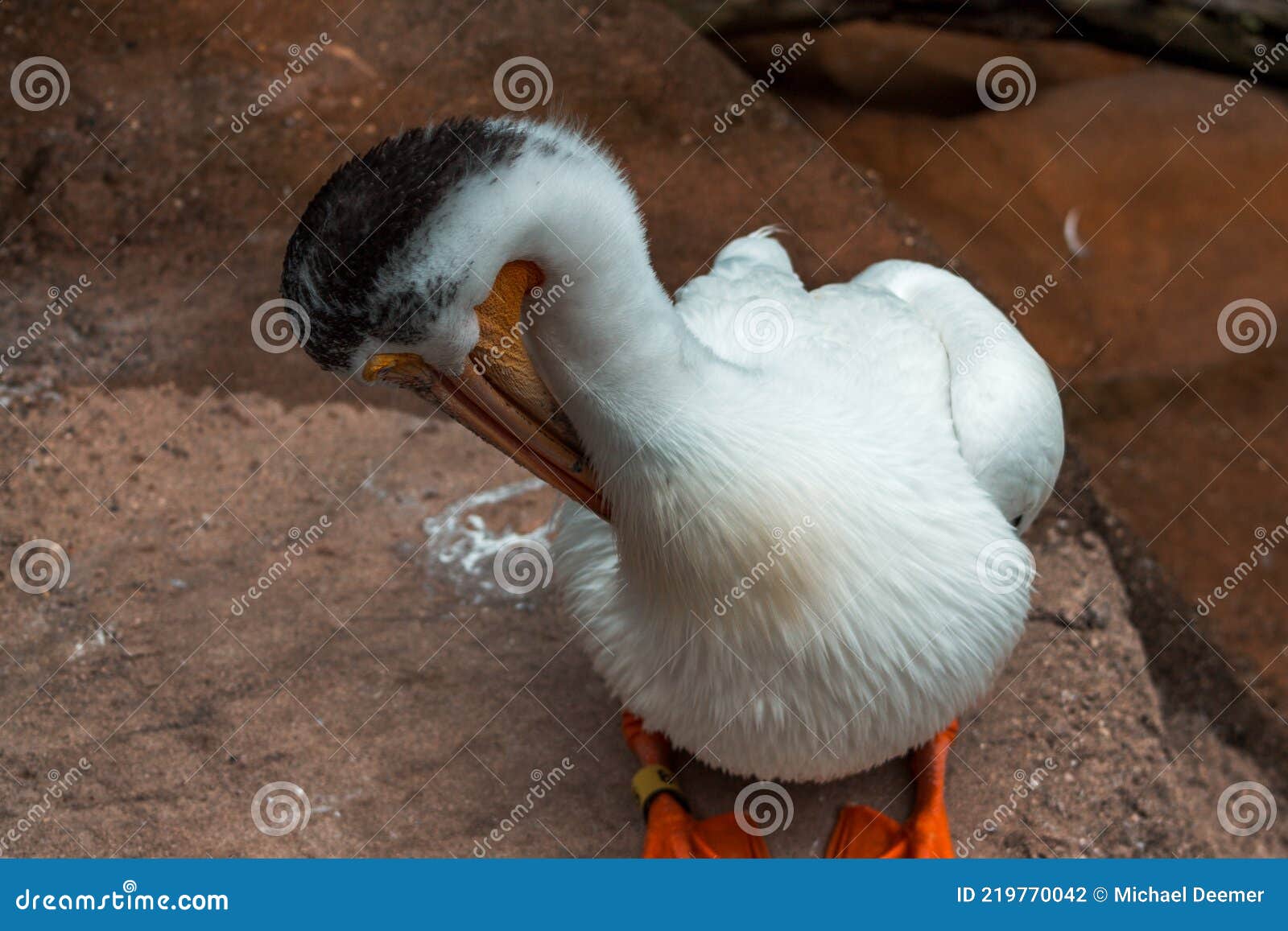 Pelican Preening Its Feather Stock Photo - Image of grand, exploration ...