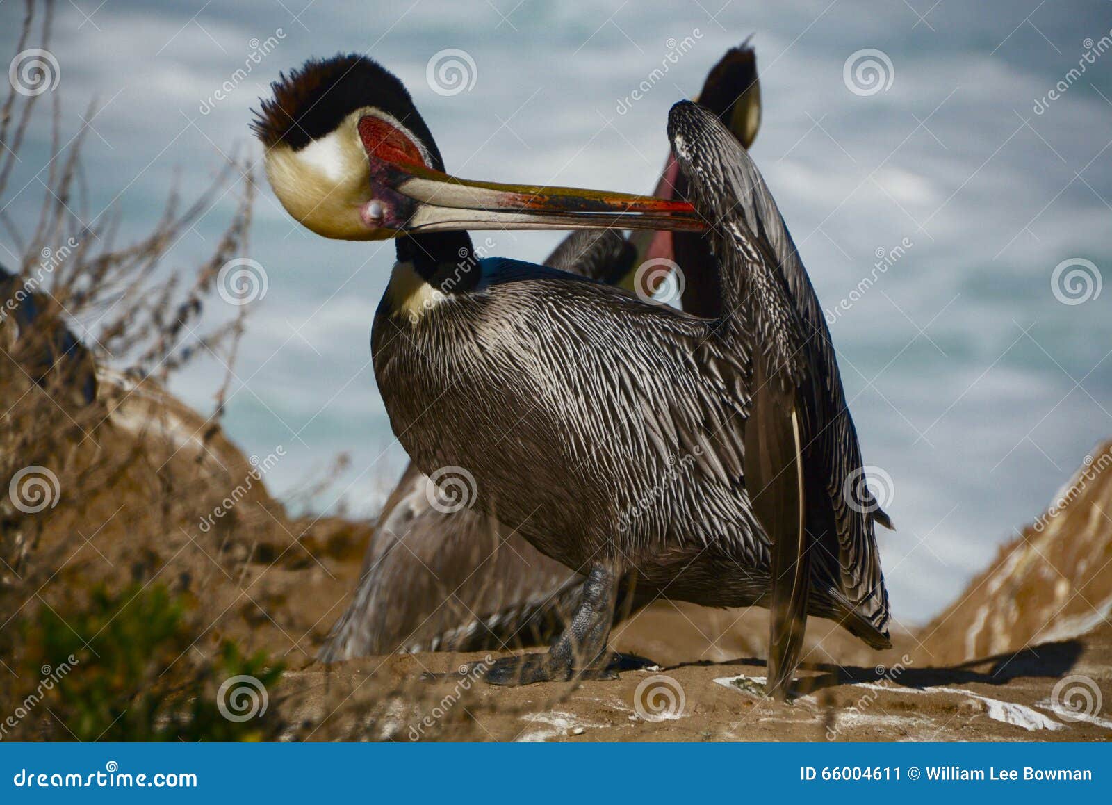 Pelican stock image. Image of preening, pelican, waterfowl - 66004611