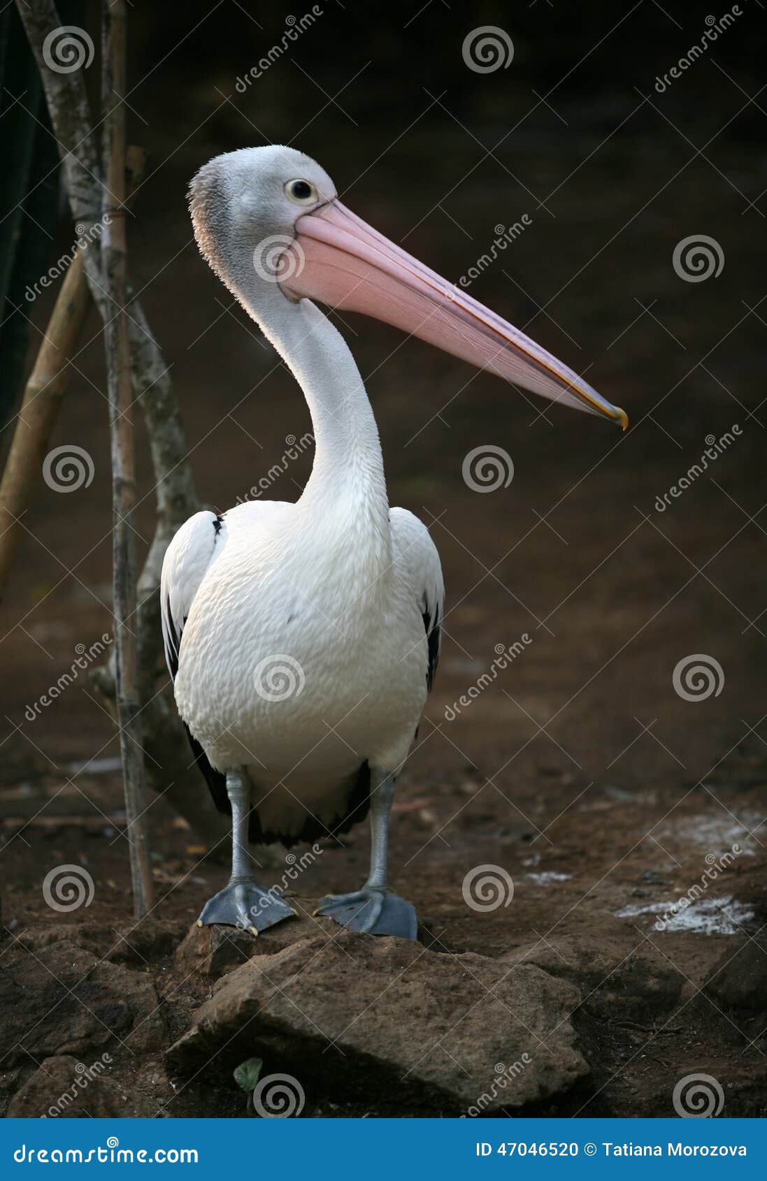 Pelican stock photo. Image of nature, solitude, grey - 47046520