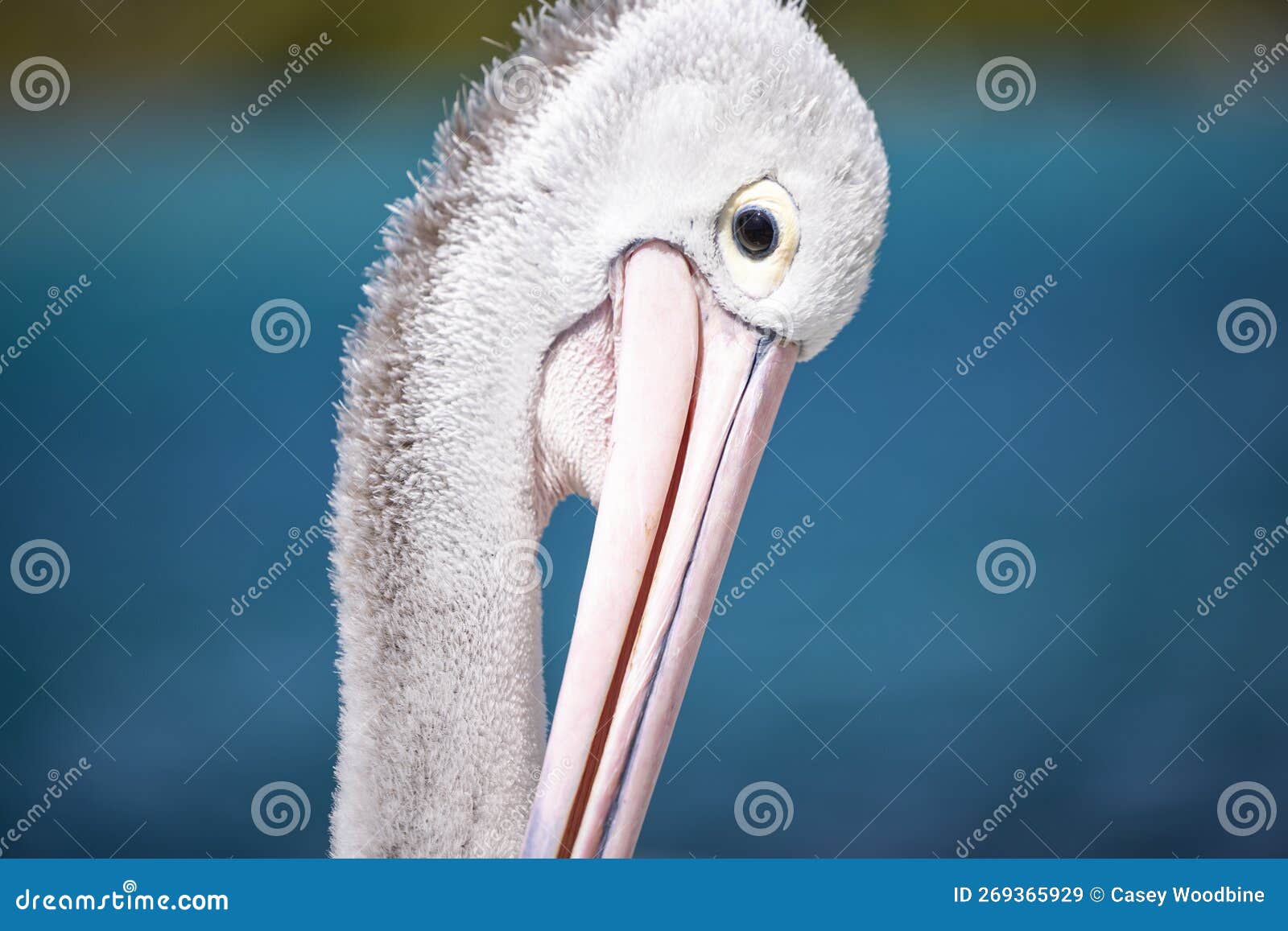 Pelican Relaxing at Marina by the Seaside Close Up of Face Stock Image ...