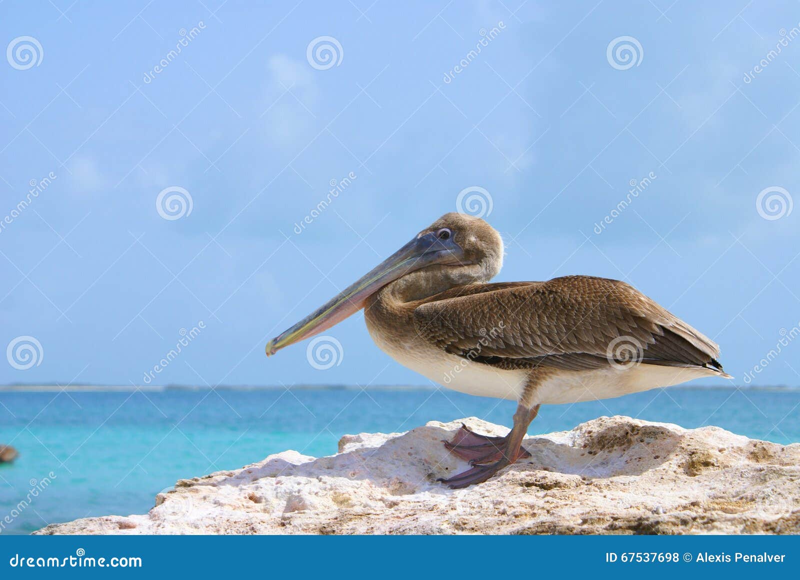 Pelican on rock stock photo. Image of sand, alone, peak - 67537698