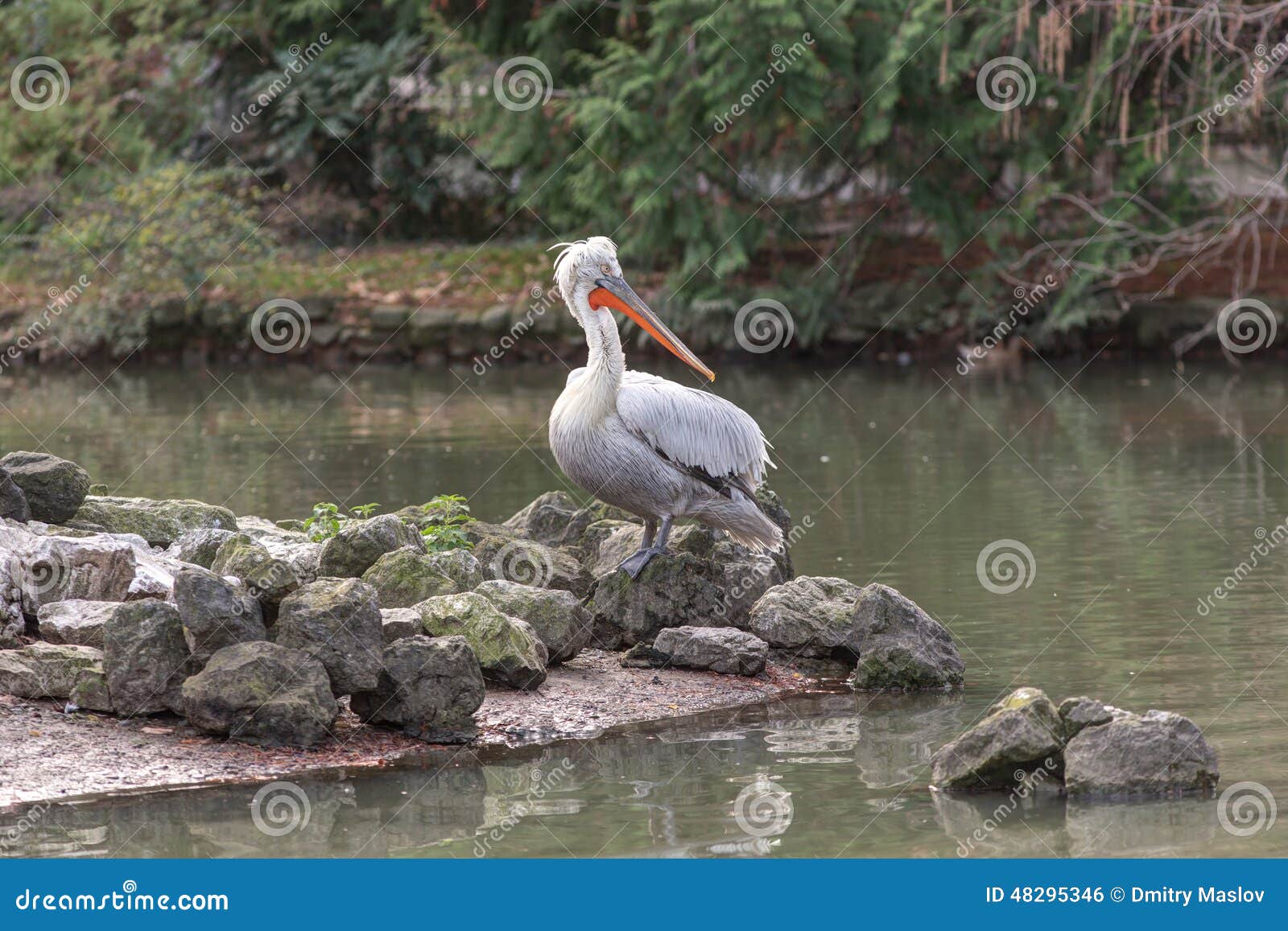 Pelican on the rocks stock photo. Image of pelican, animals - 48295346