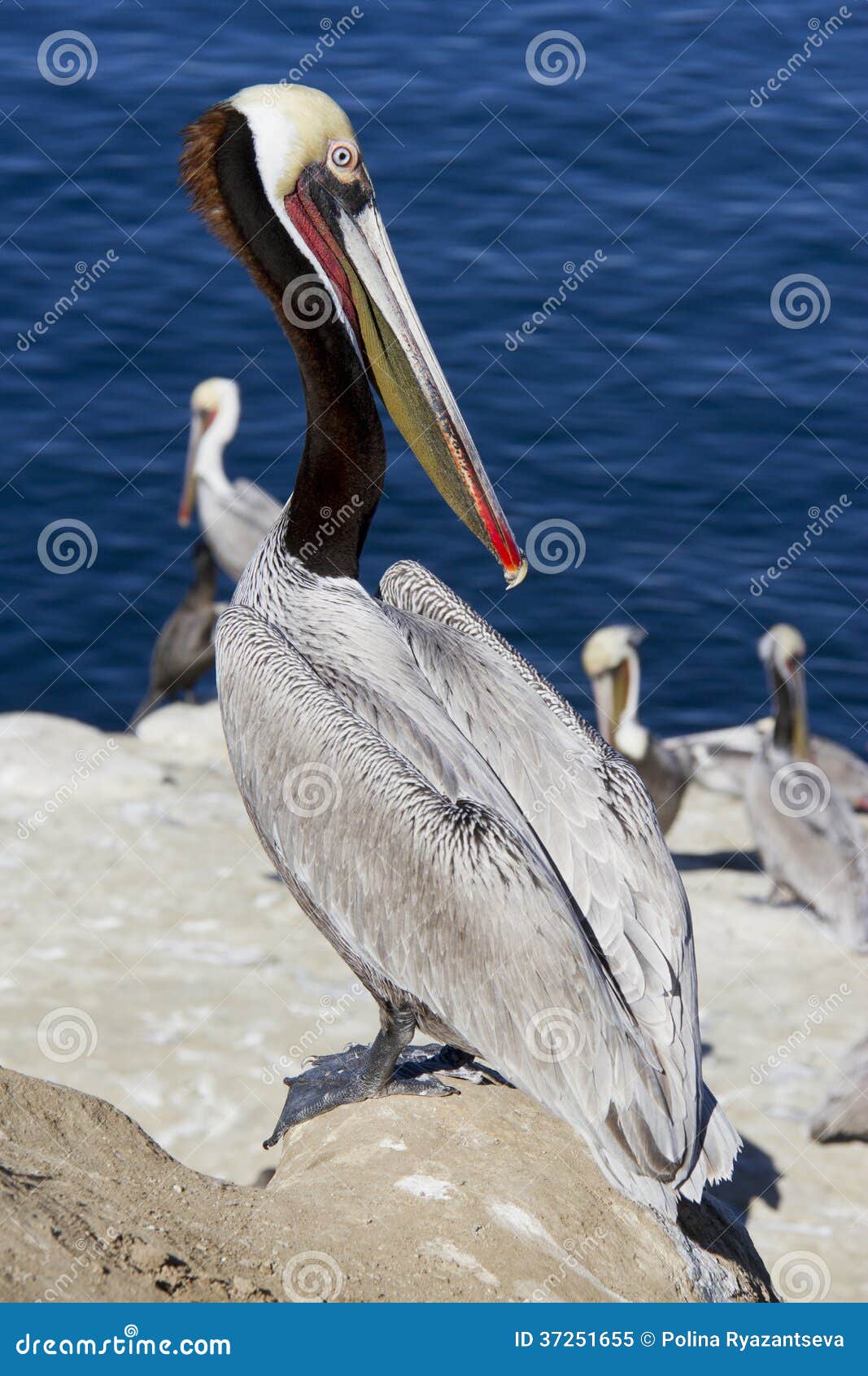 Pelican on the rocks stock image. Image of sand, freedom - 37251655