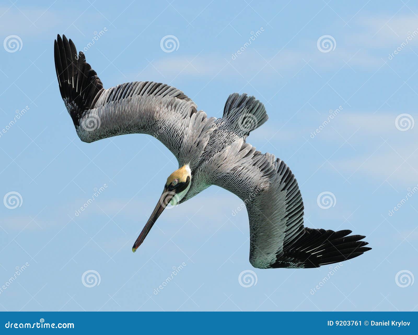Pelican s attack stock image. Image of close, memorable - 9203761