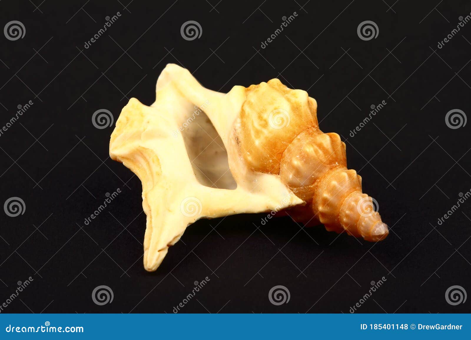 Pelican`s Foot sea shell stock photo. Image of shell - 185401148