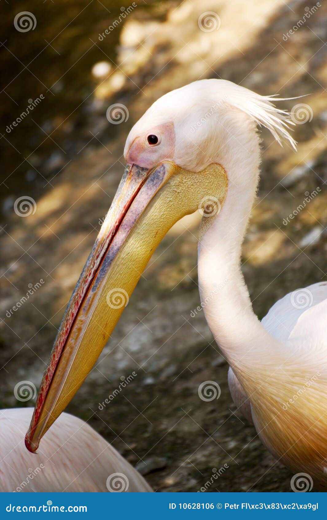 Pelican s head stock photo. Image of bird, portrait, white - 10628106