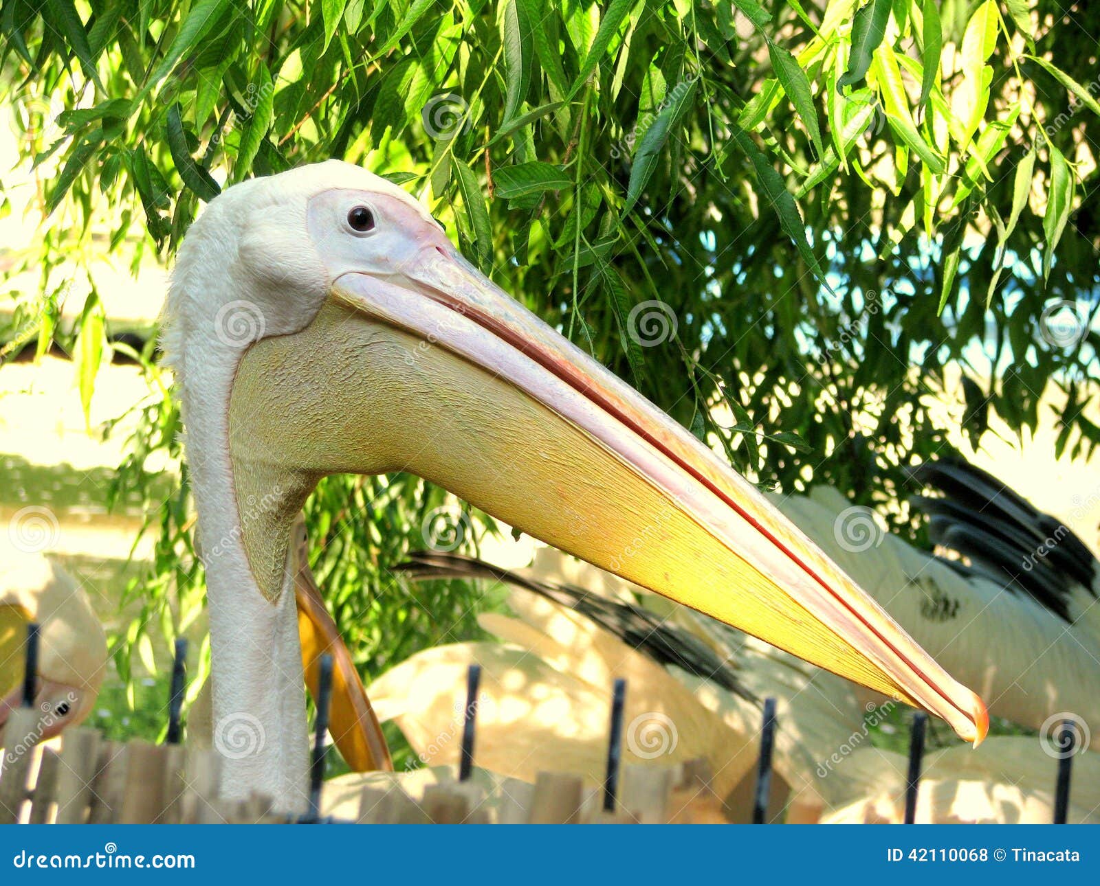 Pelican stock photo. Image of yellow, feathers, white - 42110068
