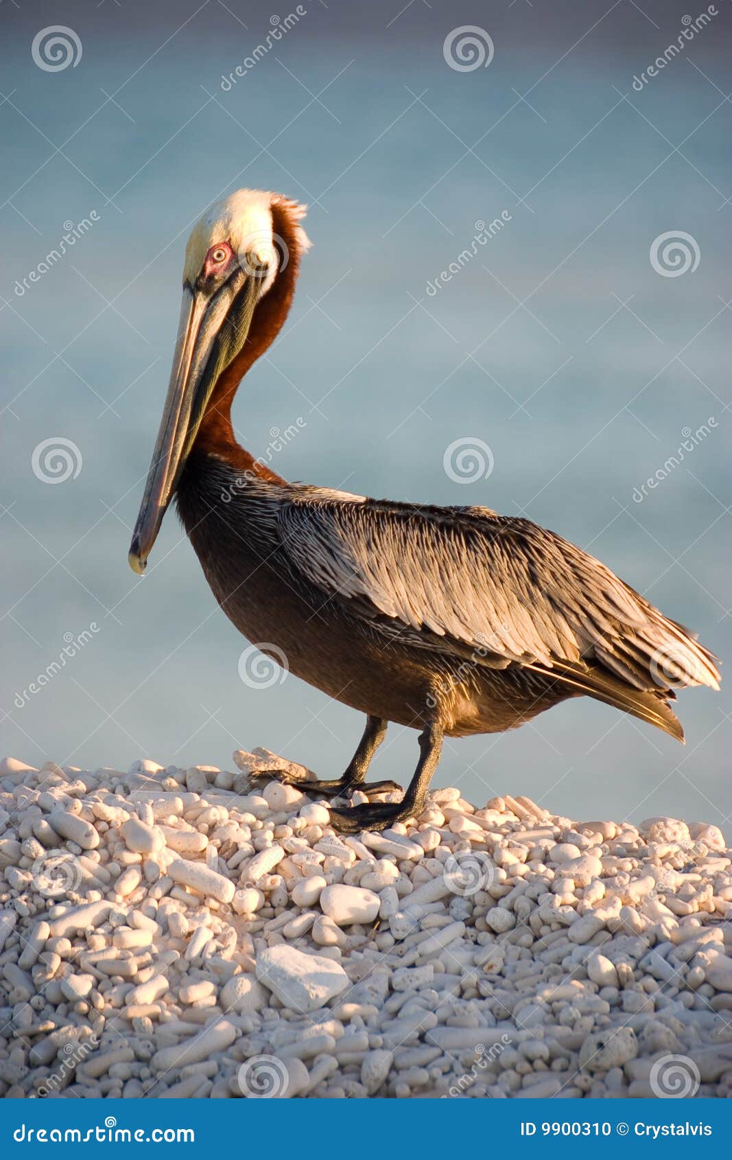 Pelican on the Shore during Sunset Stock Photo - Image of bird ...