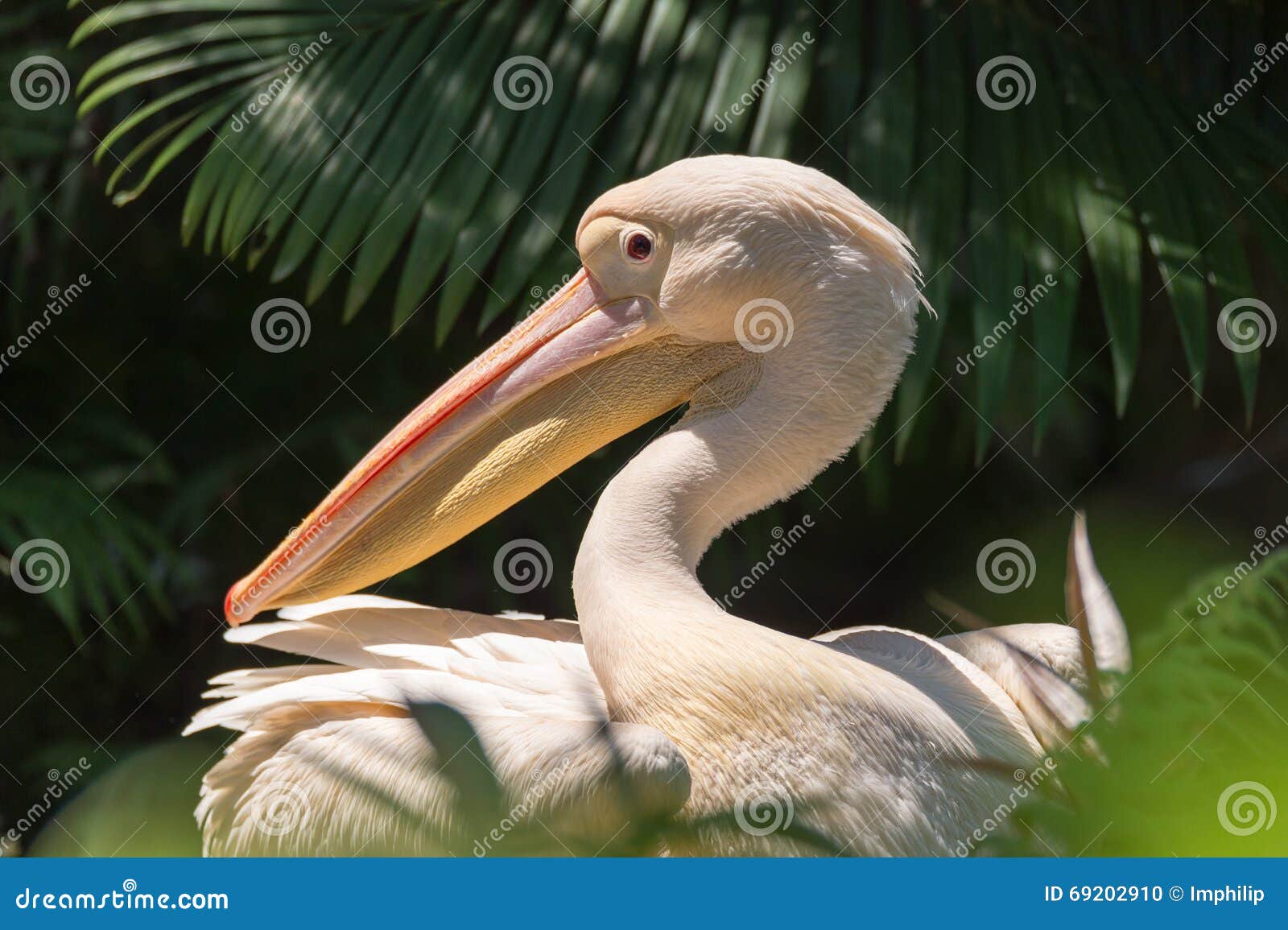 Pelican side face stock photo. Image of bill, forest - 69202910