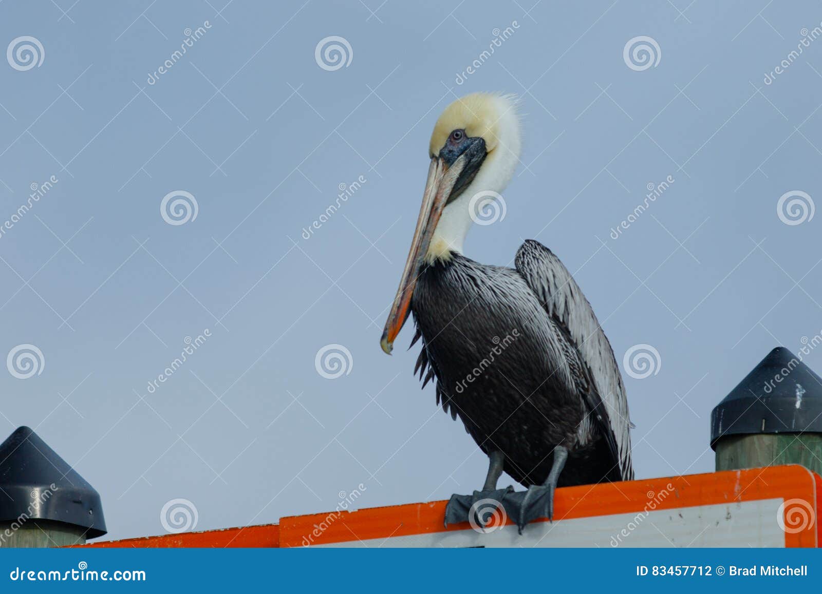 Pelican on sign stock photo. Image of wildlife, animals - 83457712