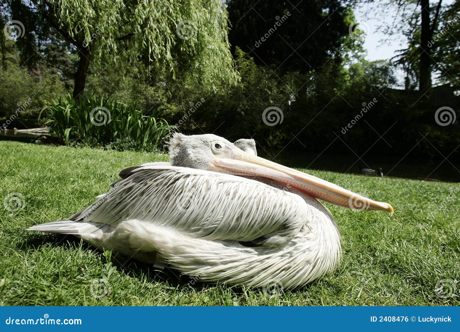 Pelican Sitting on the Grass Stock Photo - Image of wild, pelican: 2408476