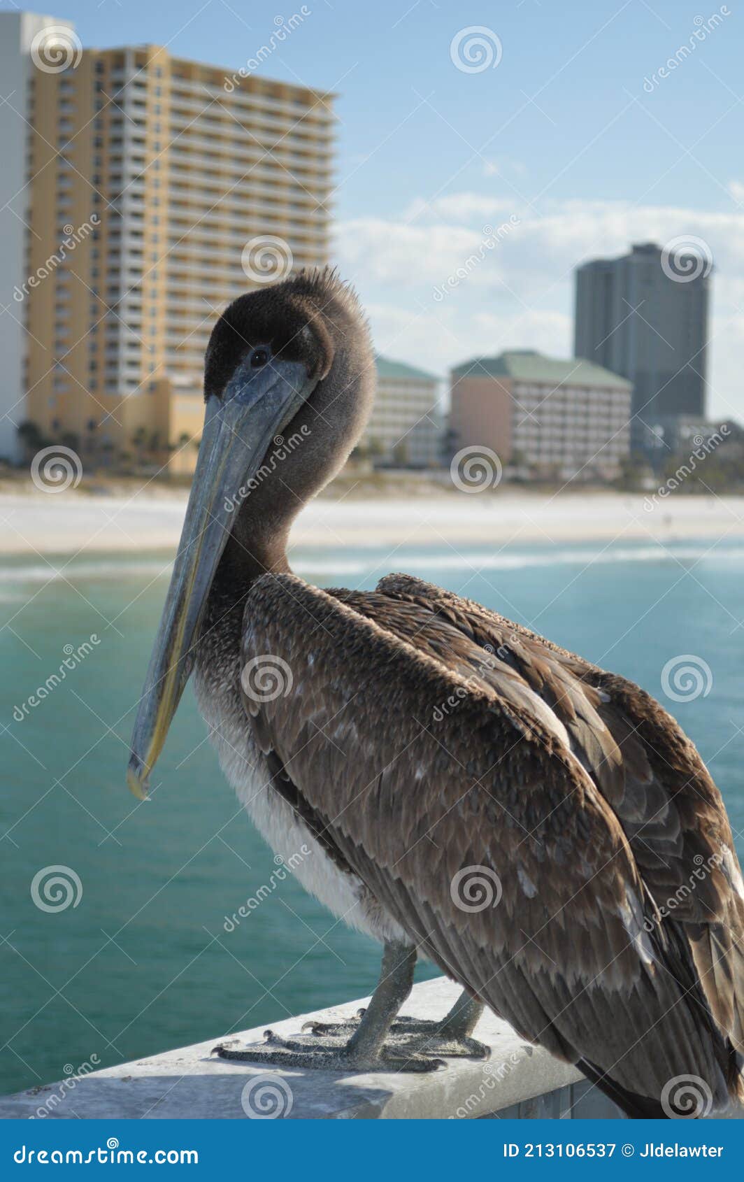 Pelican Sitting on a Pier on the Beach Stock Image - Image of waterfall ...