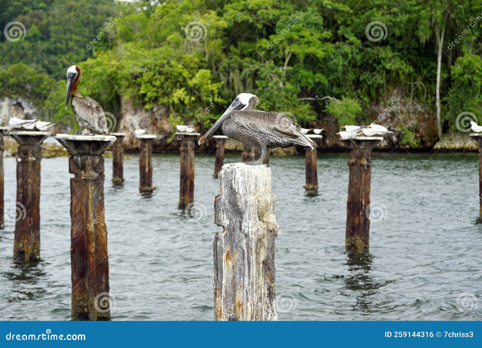 Pelican Sitting on a Pillar Stock Photo - Image of ocean, shore: 259144316
