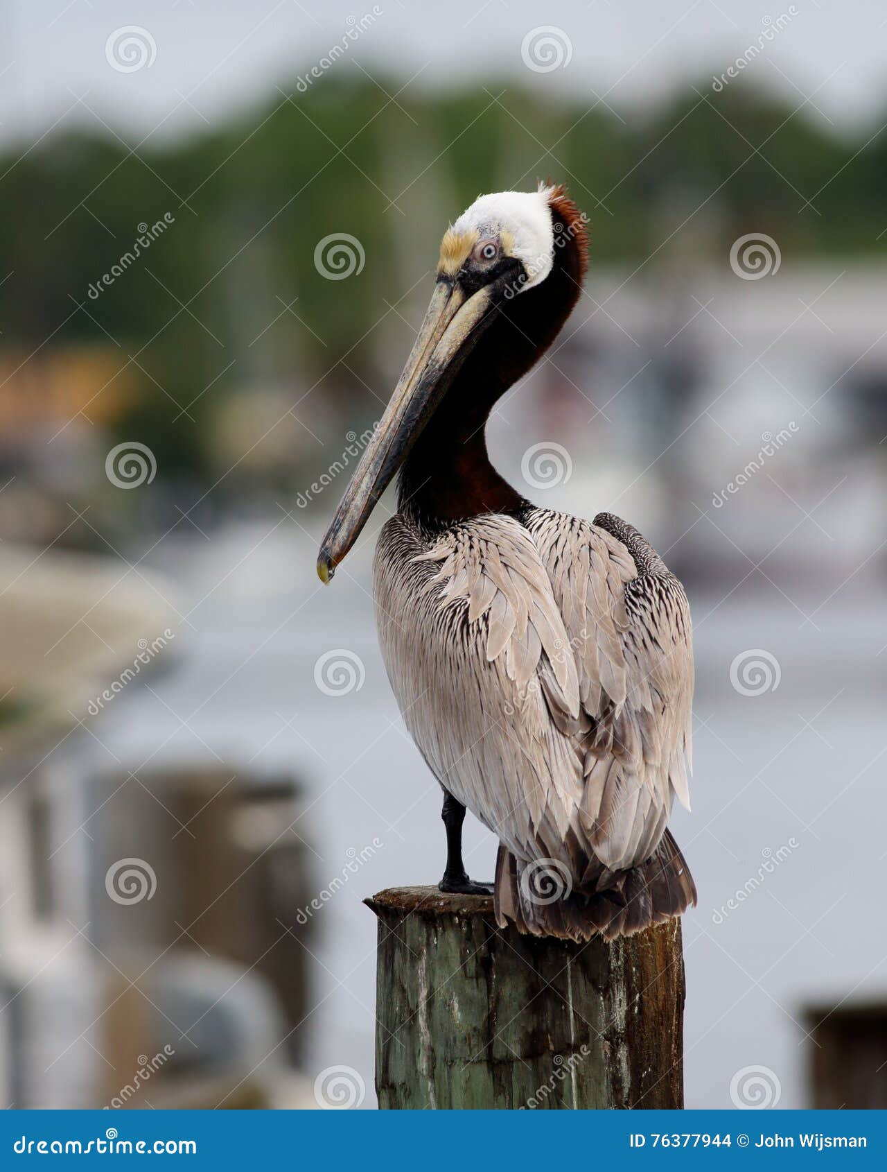 Pelican sitting on a post stock photo. Image of wildlife - 76377944