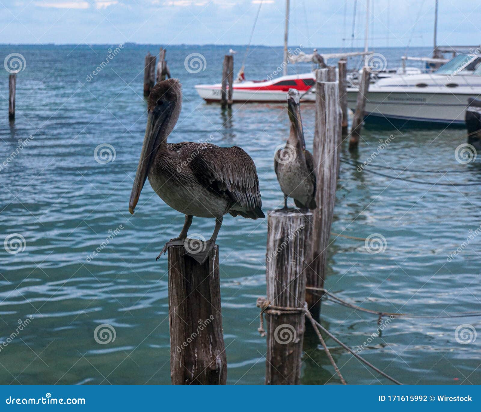 Pelican Sitting on a Tree Plant in the Water Stock Photo - Image of ...