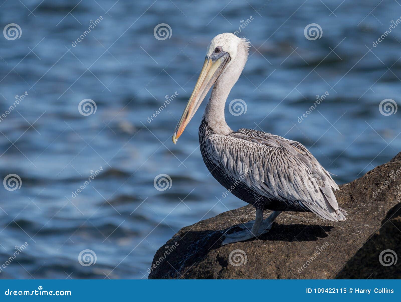 Pelican stock image. Image of jersey, boulder, beach - 109422115
