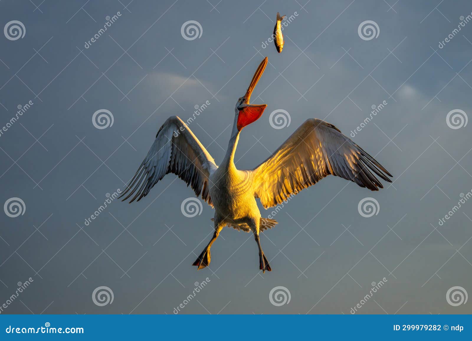 Pelican Spreads Wings Catching Fish in Mid-air Stock Photo - Image of ...